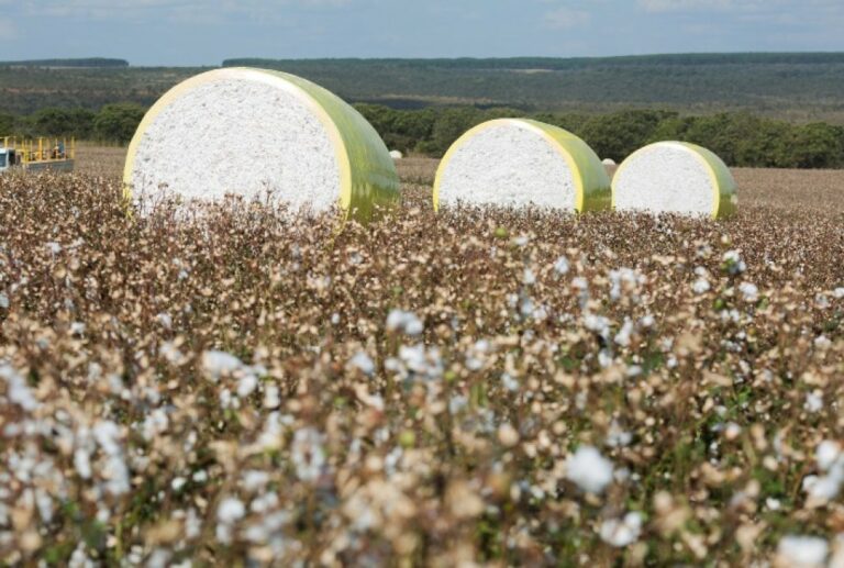 Cotton Brazil Apresenta Relatório Anual 2024 e Destaca Liderança ...